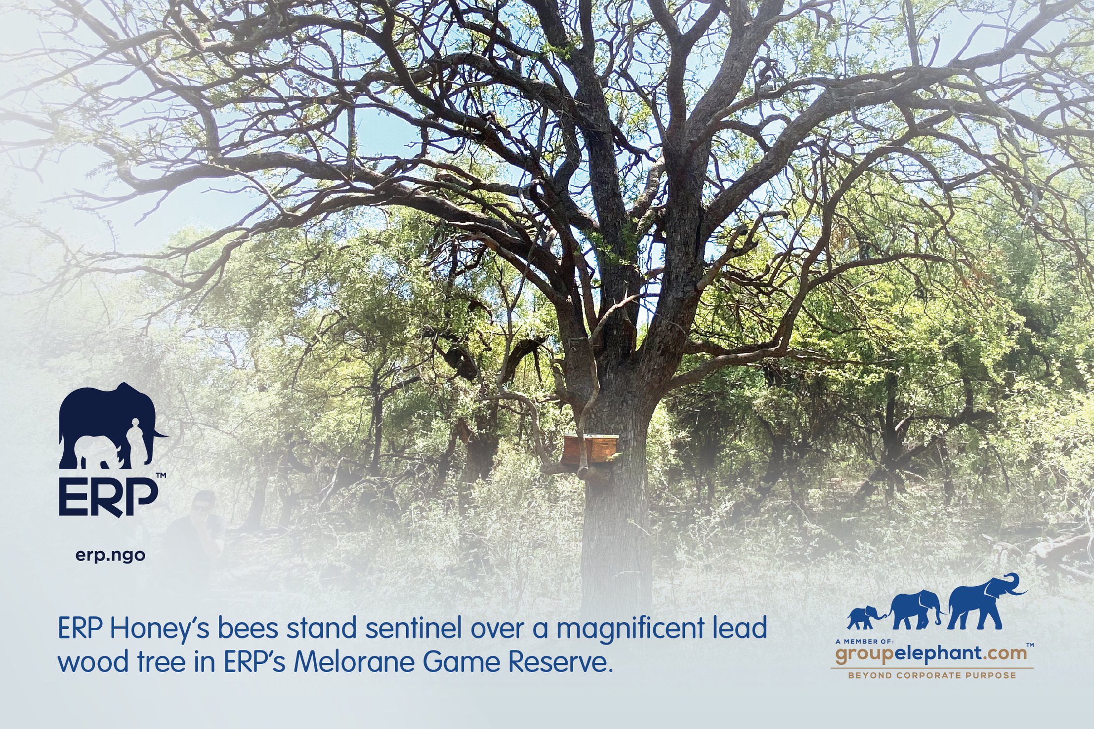 ERP Honey: helping communities, bees and trees