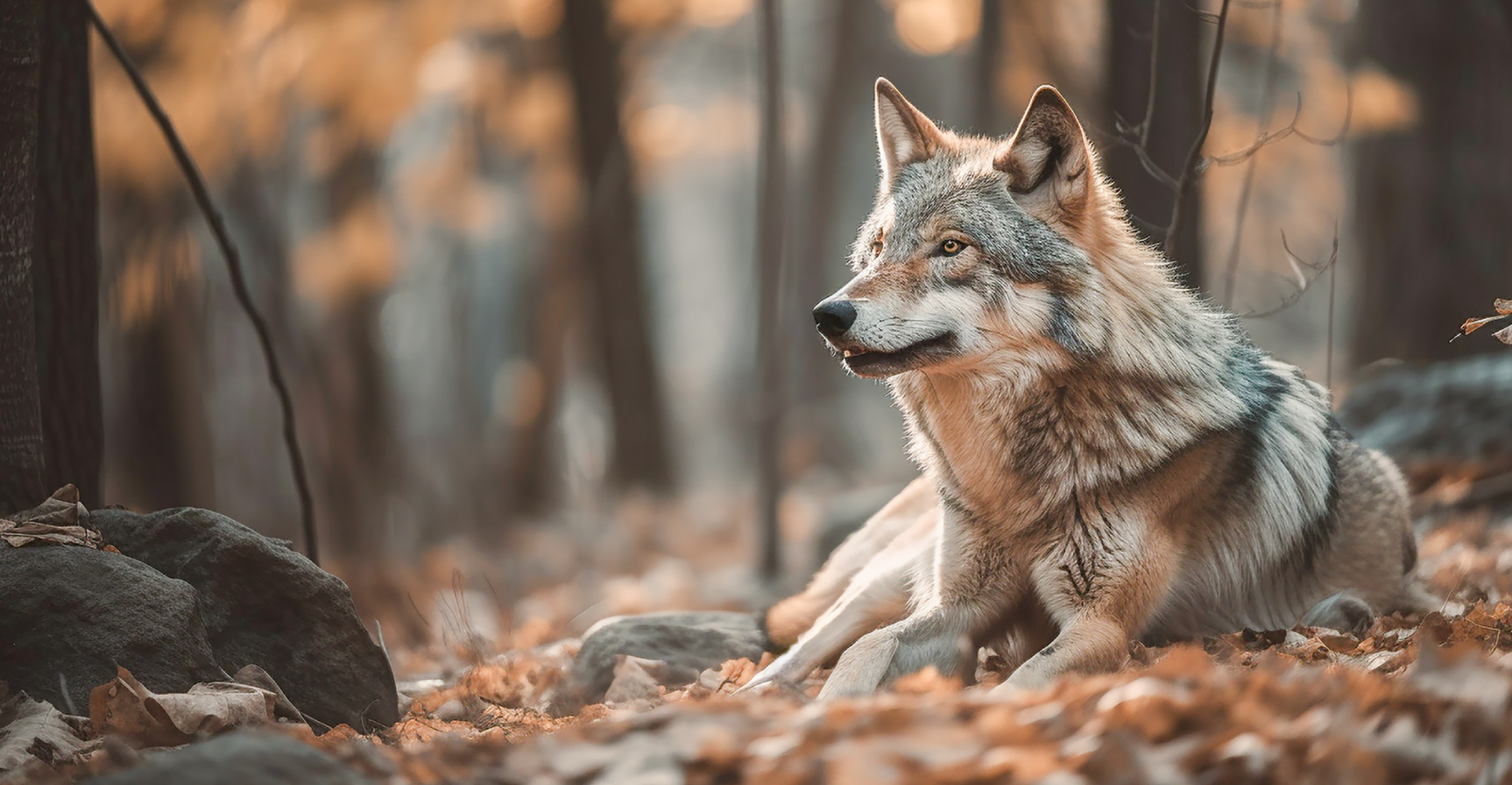 Guardians of the wild: SAP data privacy lessons from nature