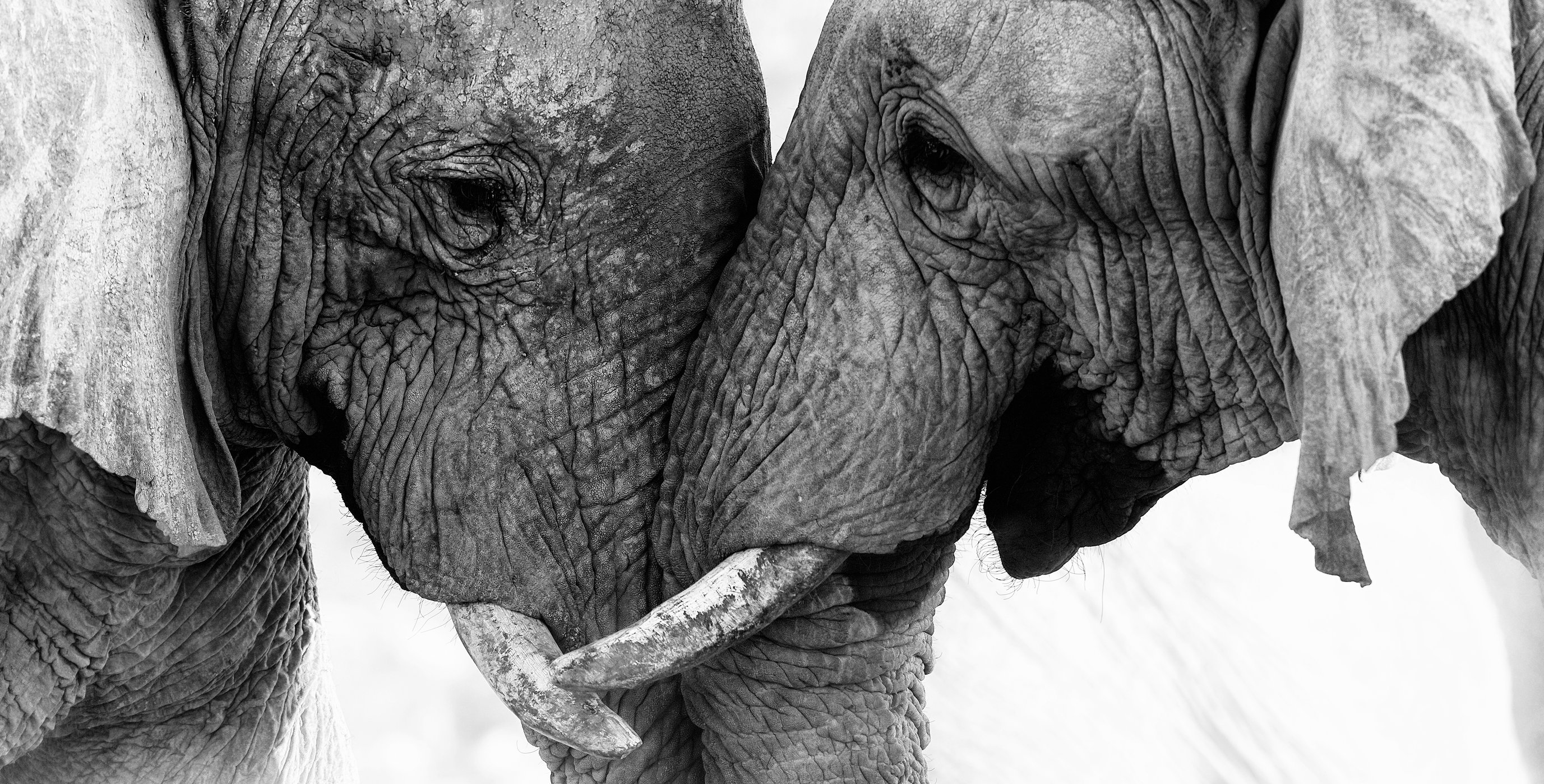 World Elephant Day: Let’s protect the gentle giants