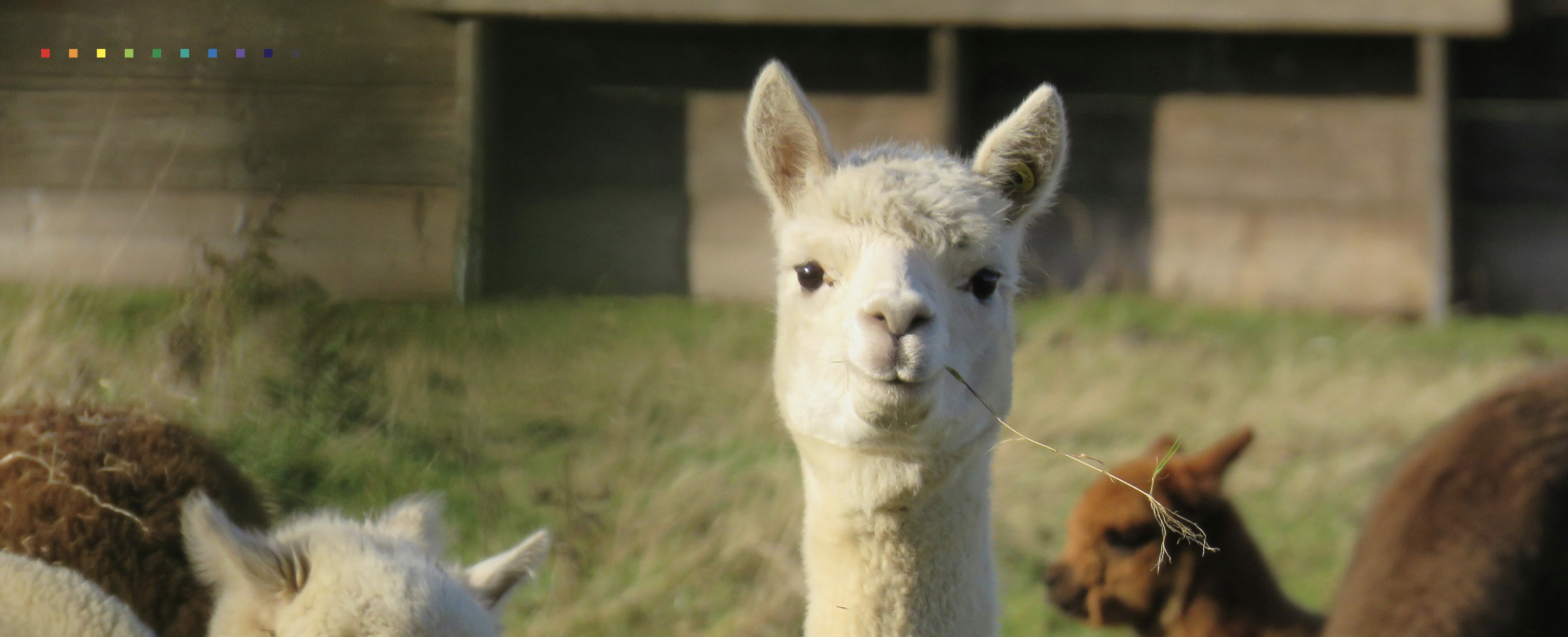 A different kind of Llama: SAP’s integration of Meta's AI models