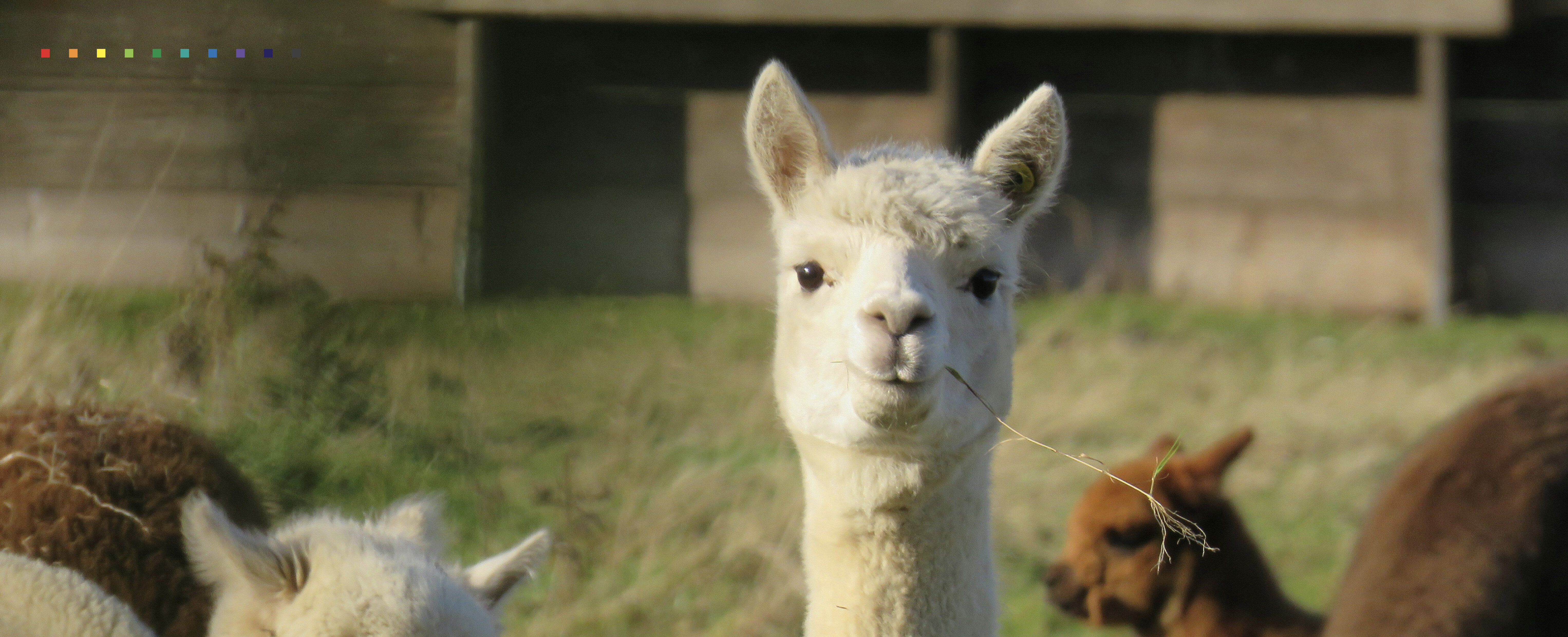 A different kind of Llama: SAP’s integration of Meta's AI models